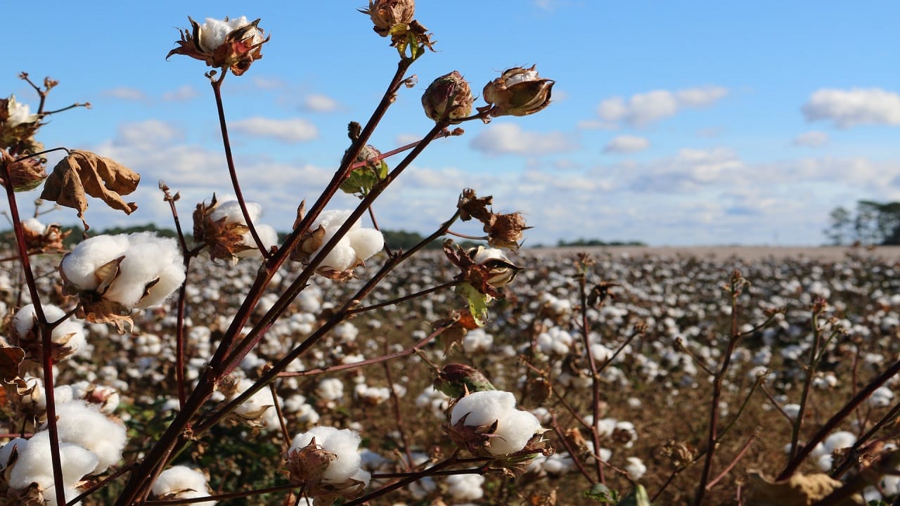 SIMA's Call: Cotton Farmers Urged to Sell Stocks Pre-Monsoon for Better ...