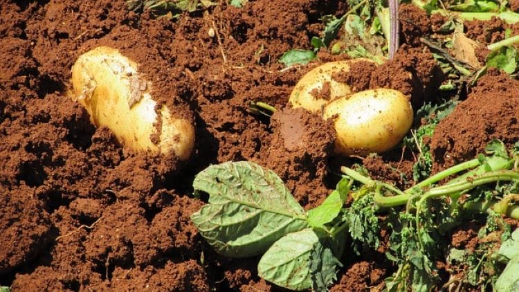 Director Agriculture Pays Visit to Potato Seed Multiplication Farm in ...