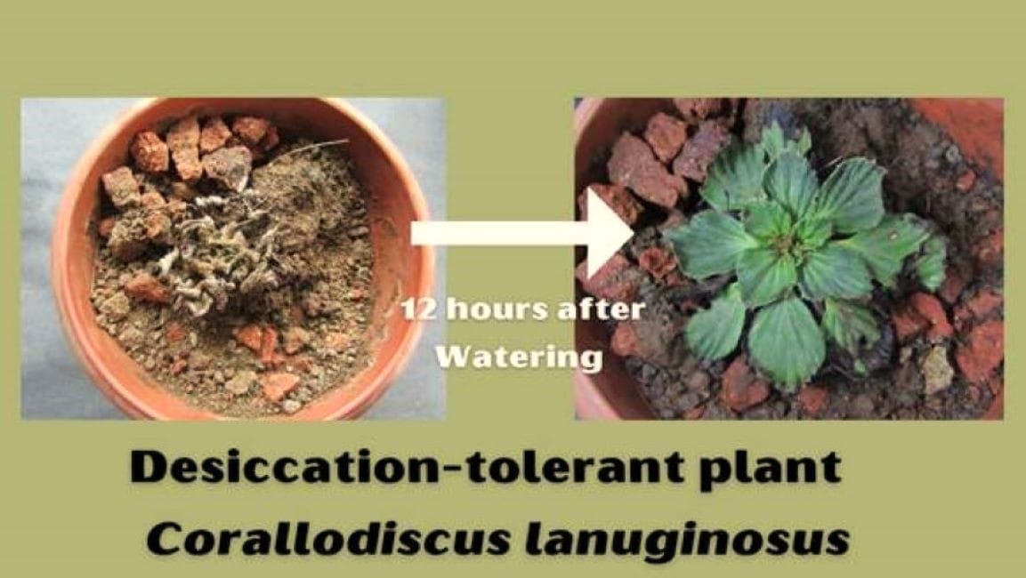 New Study Uncovers 62 Desiccation-Tolerant Plant Species in India's ...