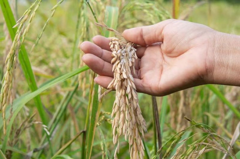 PAU Urges Farmers to Guard Against Dwarfing Disease in Rice Crops