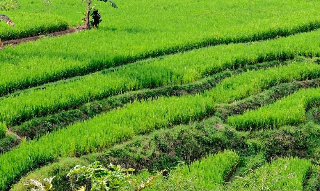 TN Agri Minister Announces Cultivation of Kuruvai Paddy in 5 Lakh Acres ...