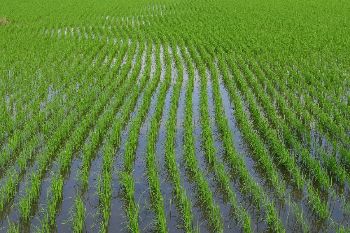 Telangana Procures Over 65.1 Lakh Tonnes of Paddy, Valued at Rs 13,383 ...