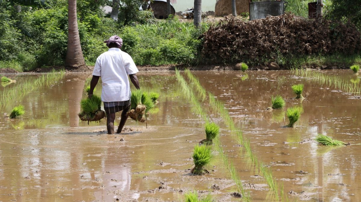 Agriculture Commissioner P K Singh Reports Paddy Sowing Gaining ...