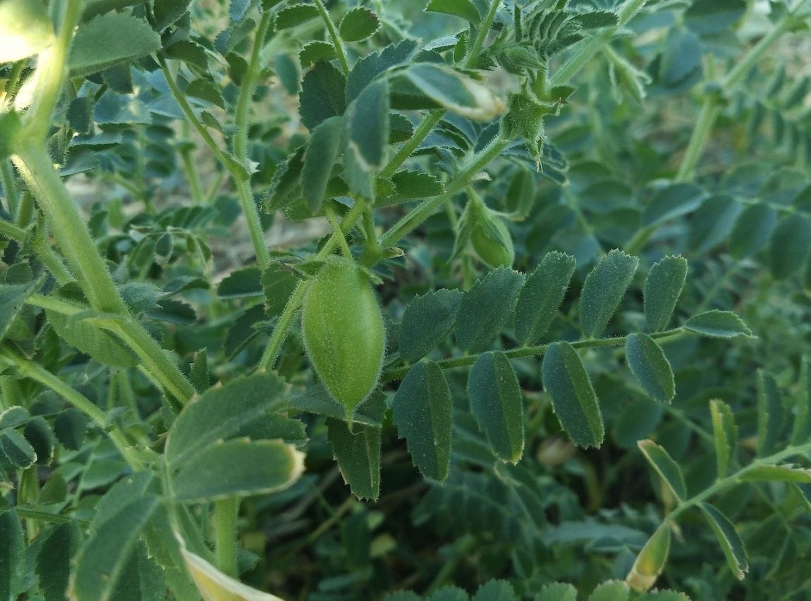 Chickpea's Cultural Crossroads: Study Reveals Fascinating Genetic ...