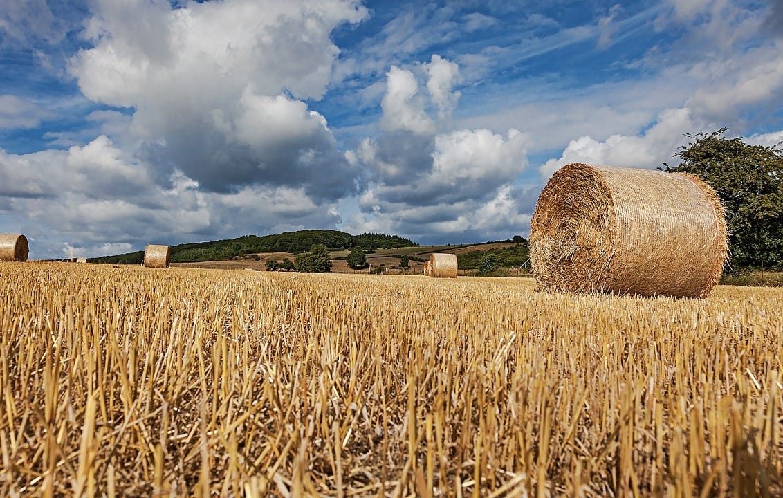 New Crop Residue Management Guidelines Announced for Paddy Straw in ...