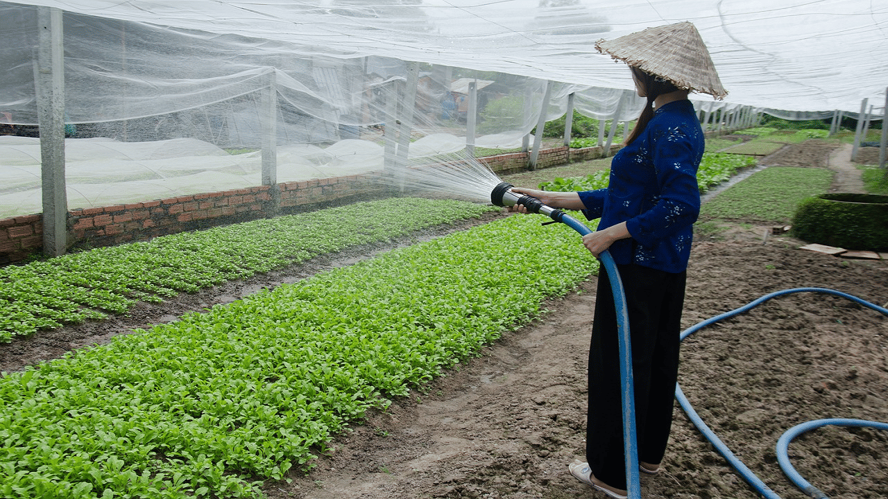Crop Care: Essential Tips for First-Time Farmers
