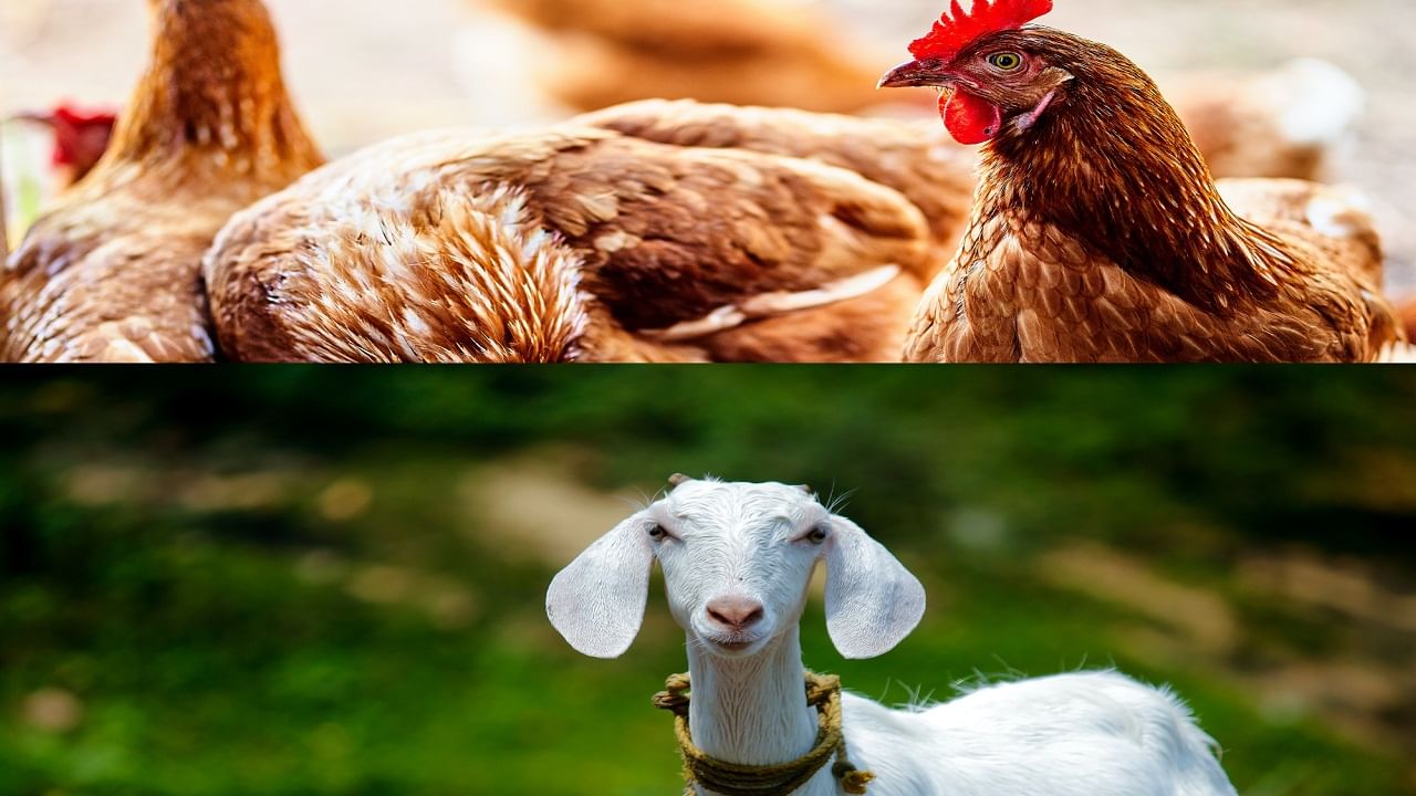 How to Apply for Poultry and Goat Loans: A Step-by-Step Guide