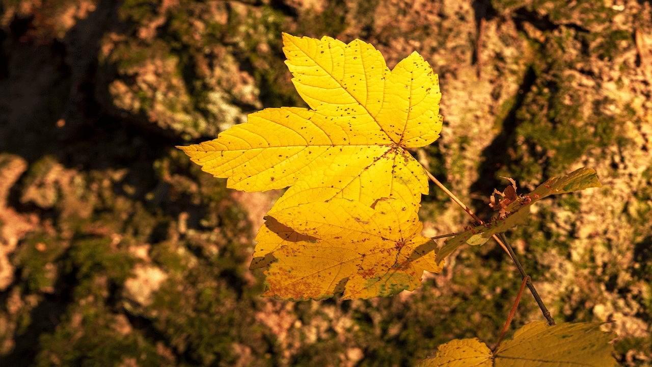 Plant Care: Understanding Why Plant Leaves Turn Yellow – Common Causes ...