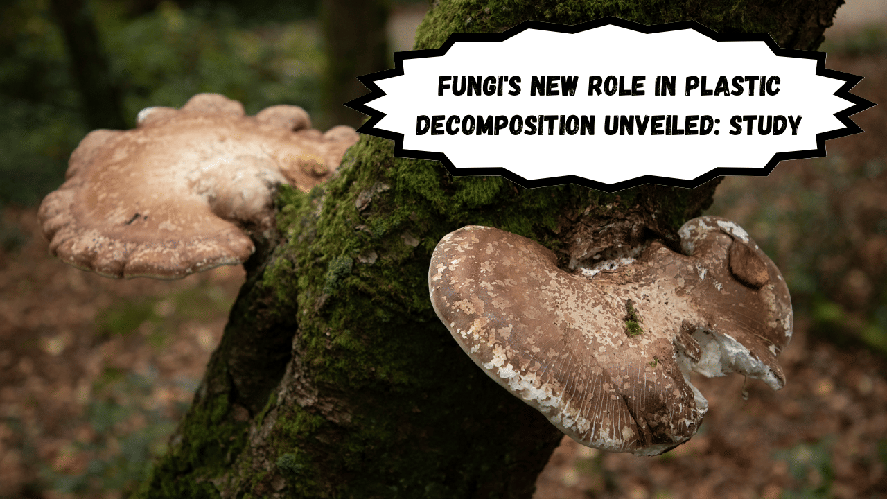 Fungi's New Role in Plastic Decomposition Unveiled by Groundbreaking Study