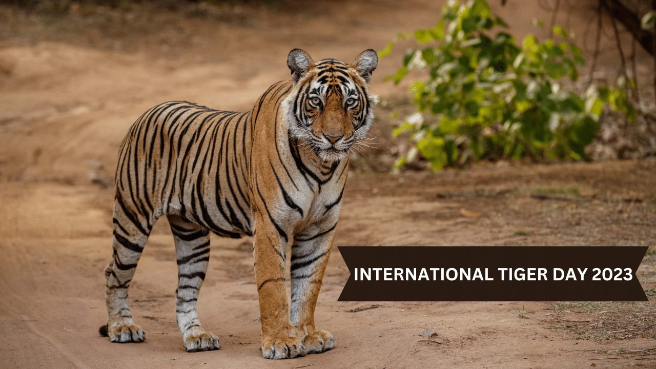 International Tiger Day 2023: Witness the Beauty of Indian Tigers at ...