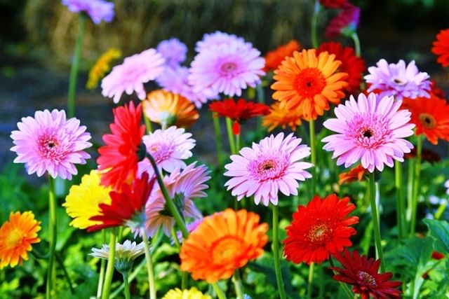 Get high returns with proper Gerbera Flower Cultivation