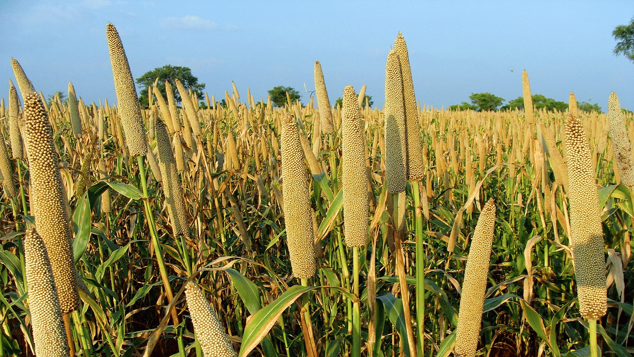 Millet Distribution in India Through Government Distribution Scheme