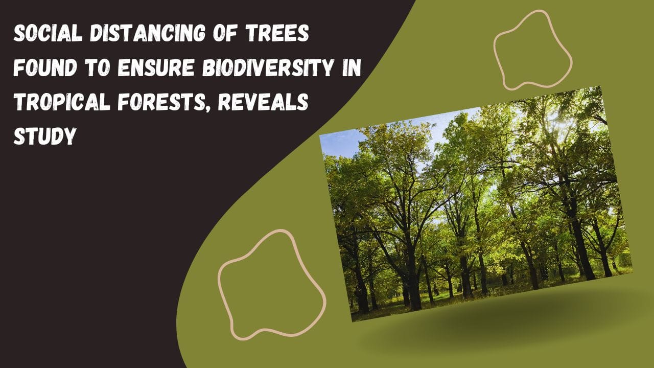 Social Distancing of Trees Found to Ensure Biodiversity in Tropical ...