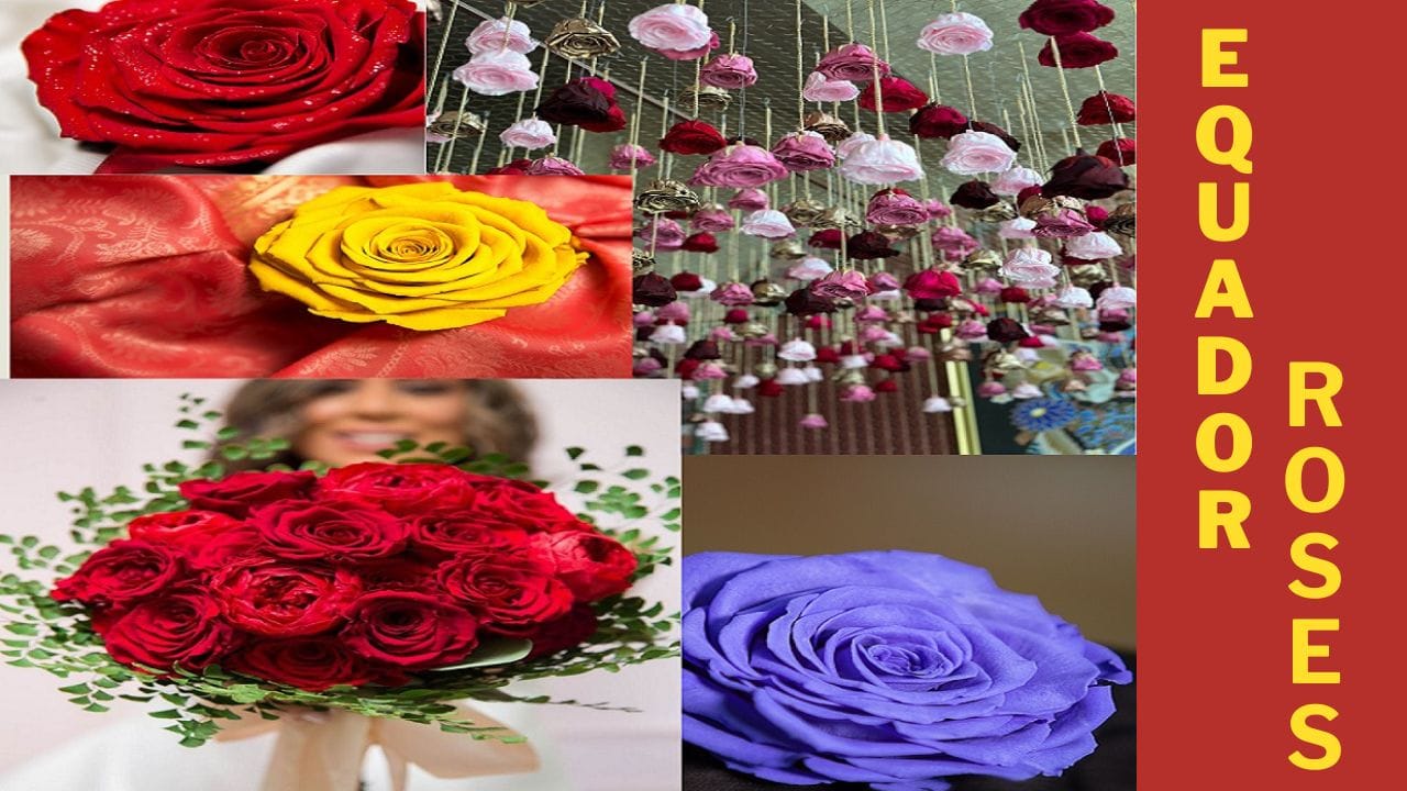 Ecuador's Forever Roses, the Epitome of Beauty and Timelessness