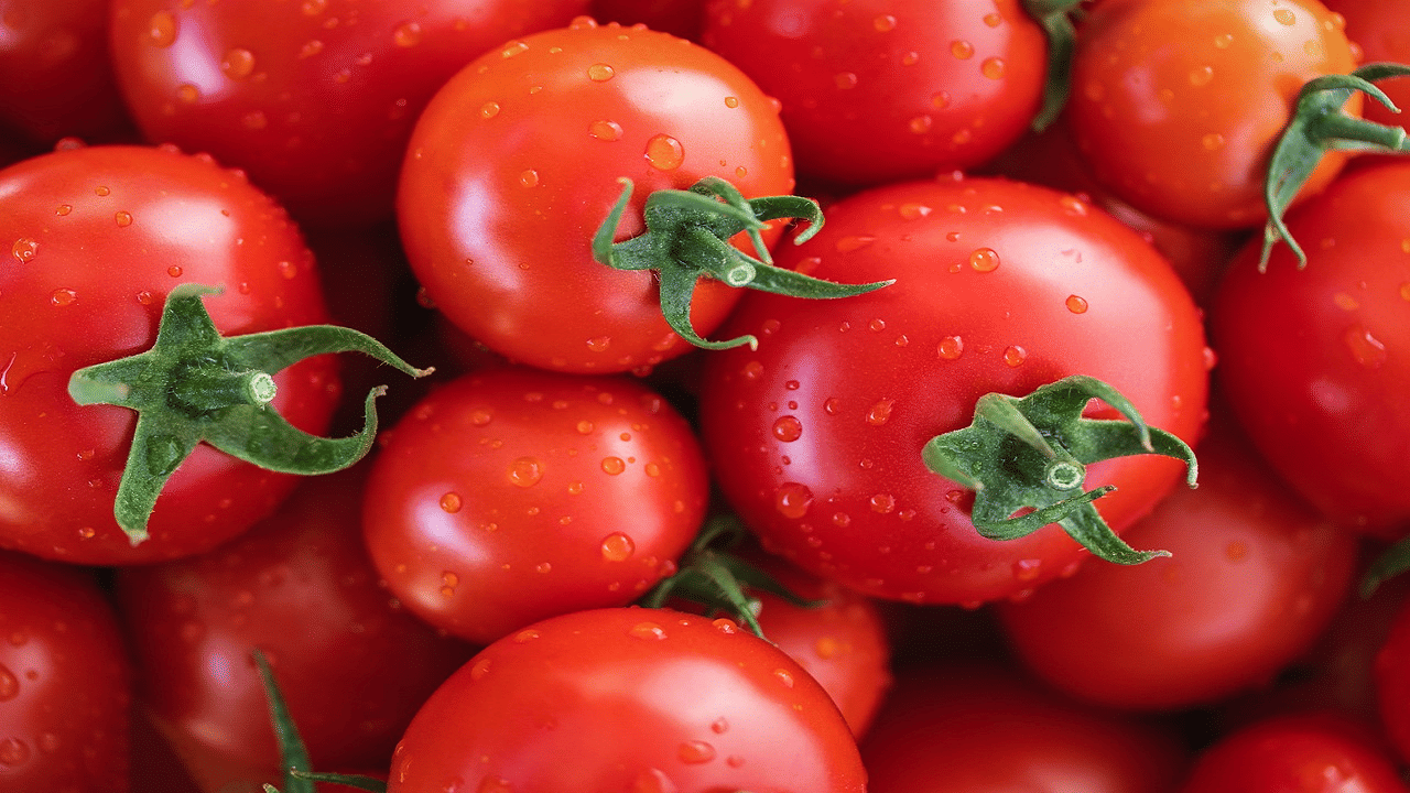 Tomato Grand Challenge 2023: Revolutionizing Tomato Industry ...