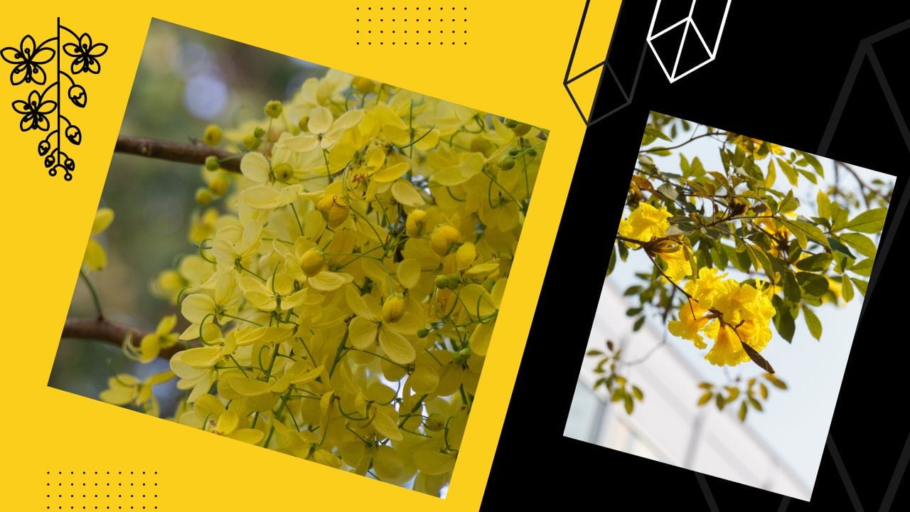 Amaltas: Uses, Advantages, Side Effects, and More!