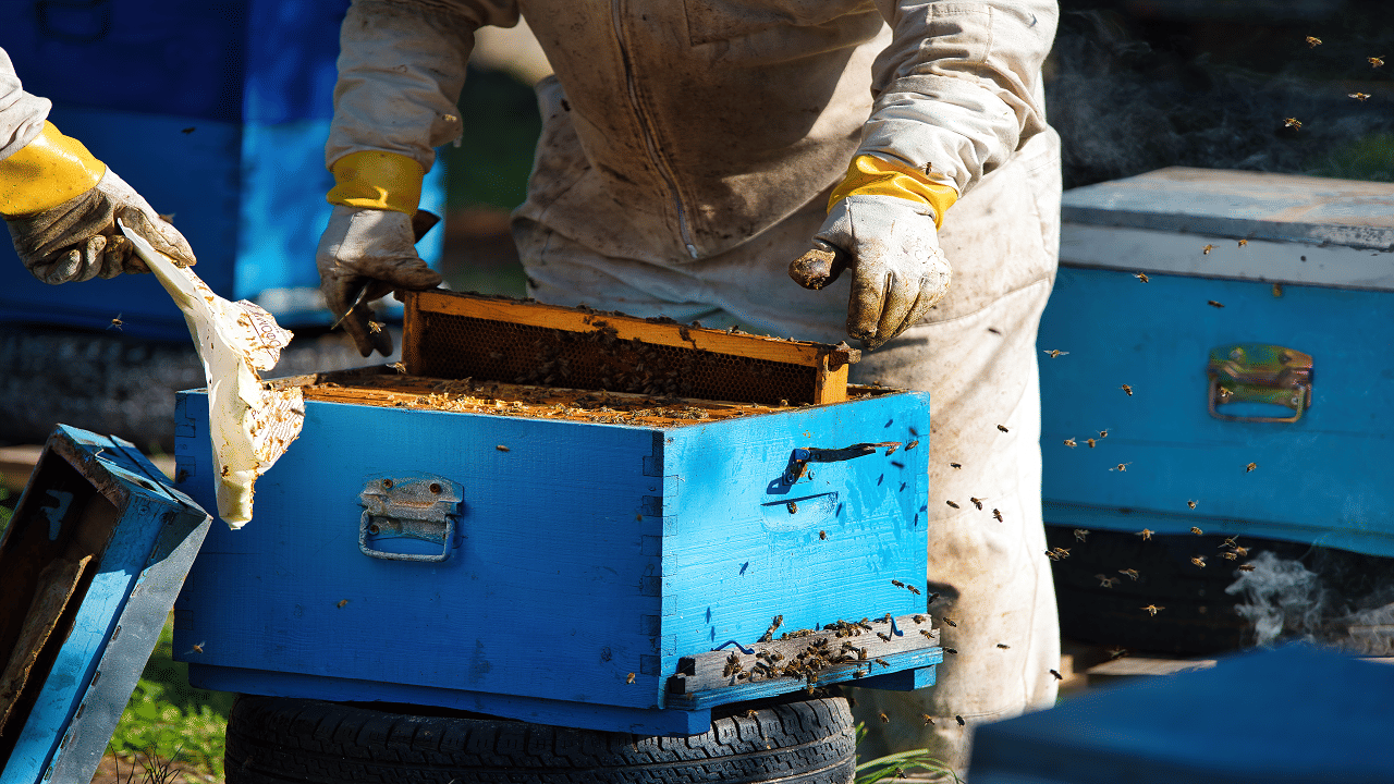 World Bee Day 2023: A Complete Guide To Beekeeping, How to Start ...