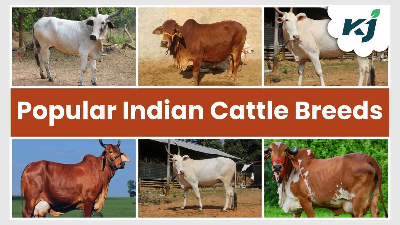 Indian Cow Breeds Top 10 High Demanding Milk Producing Desi Cow Breeds