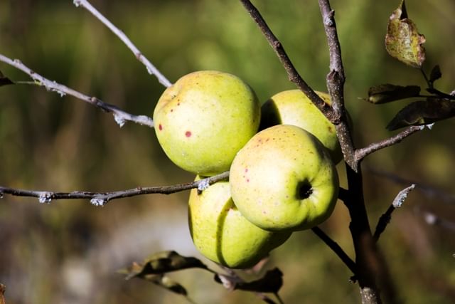 CII J&K Apple Conclave 2018 aims at enhancing Apple Growers Income by 2022