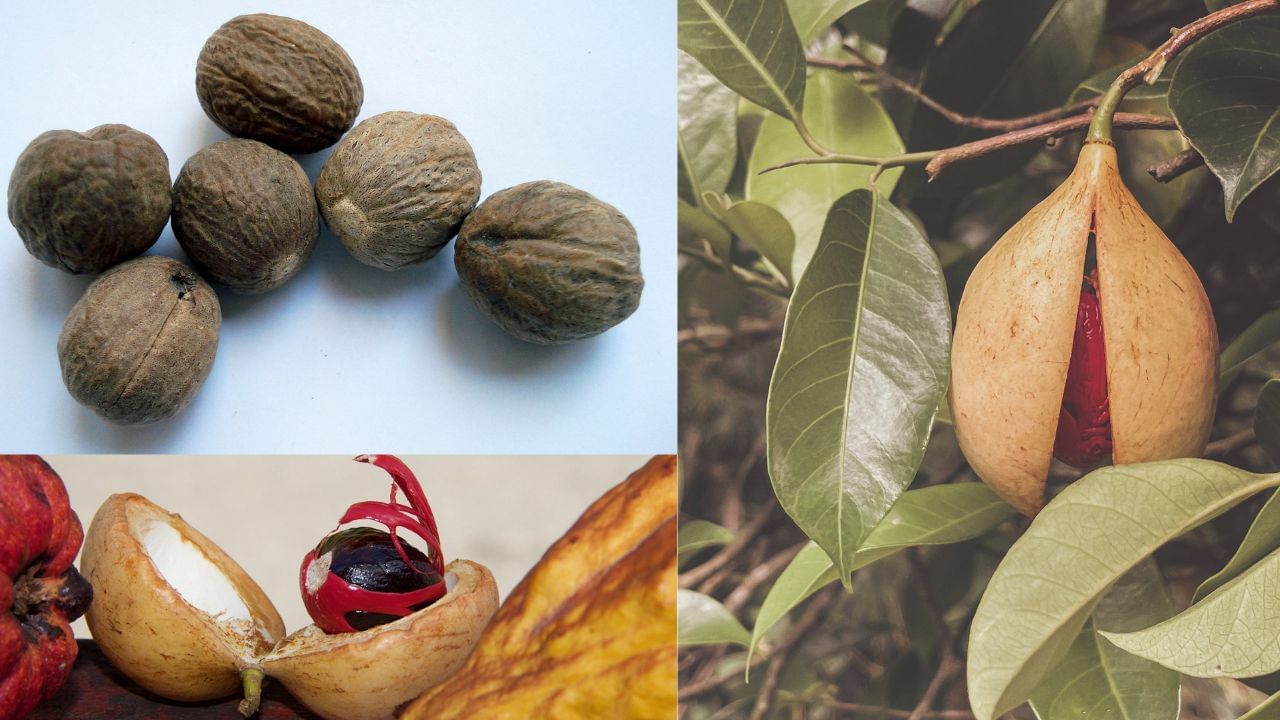 How to Cultivate Nutmeg: A Comprehensive Guide from Seed to Spice