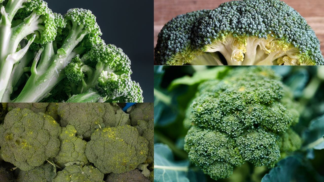 How to Grow Broccoli Hydroponically: A Step-by-Step Guide to Thriving ...