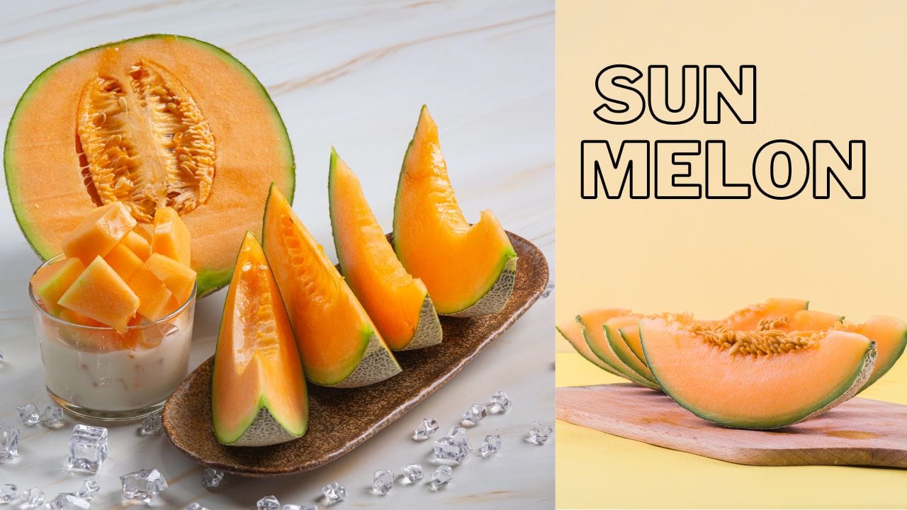 Sun Melon Cultivation in India: A Comprehensive Guide