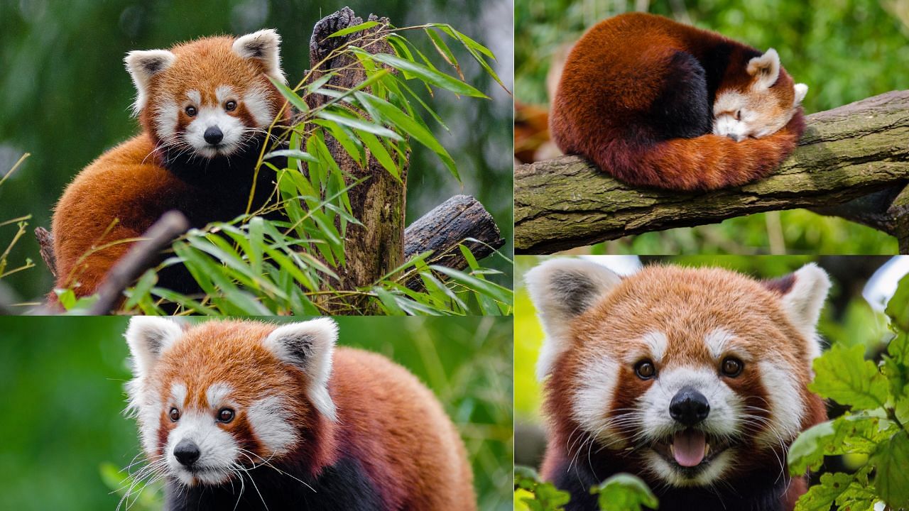 International Red Panda Day 2023: Status of Red Pandas in India and Why ... International Red Panda Day 2023: Status of Red Pandas in India and Why ...