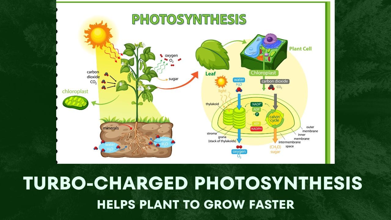 How Turbo-Charged Photosynthesis May Help Crops Grow Faster, Here Is How
