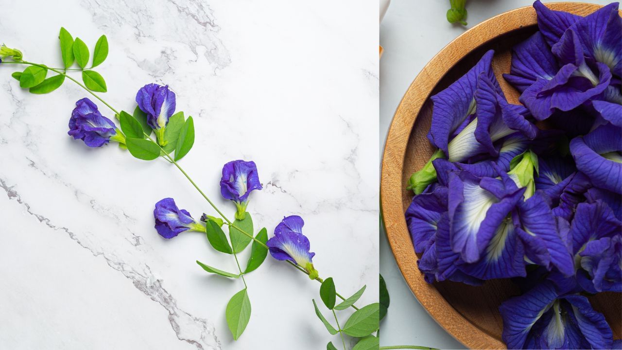 How to Grow Shankhpushpi Plant and Its Uses