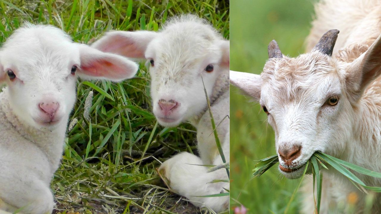 Colostrum is the Key to Raising Healthy Goat Kids and Lambs