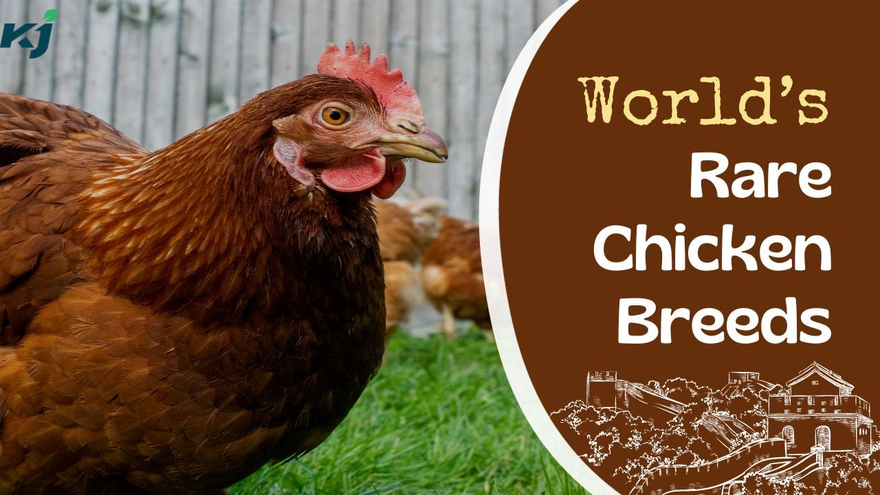 Rare Chicken Breeds: Meet The King Of Poultry, Lamborghini Of Chickens ...