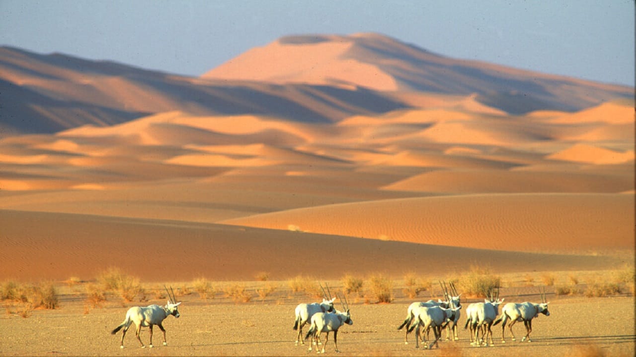 UNESCO’s World Heritage List Adds Uruq Bani Ma’arid Reserve Located in ...