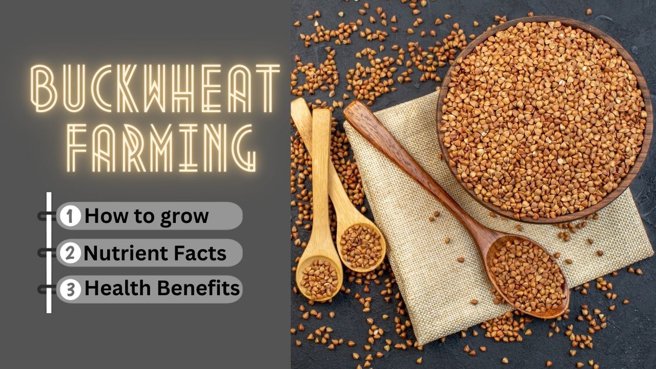 How to Grow Buckwheat, Rich in Nutrient and Helpful in Weight Management