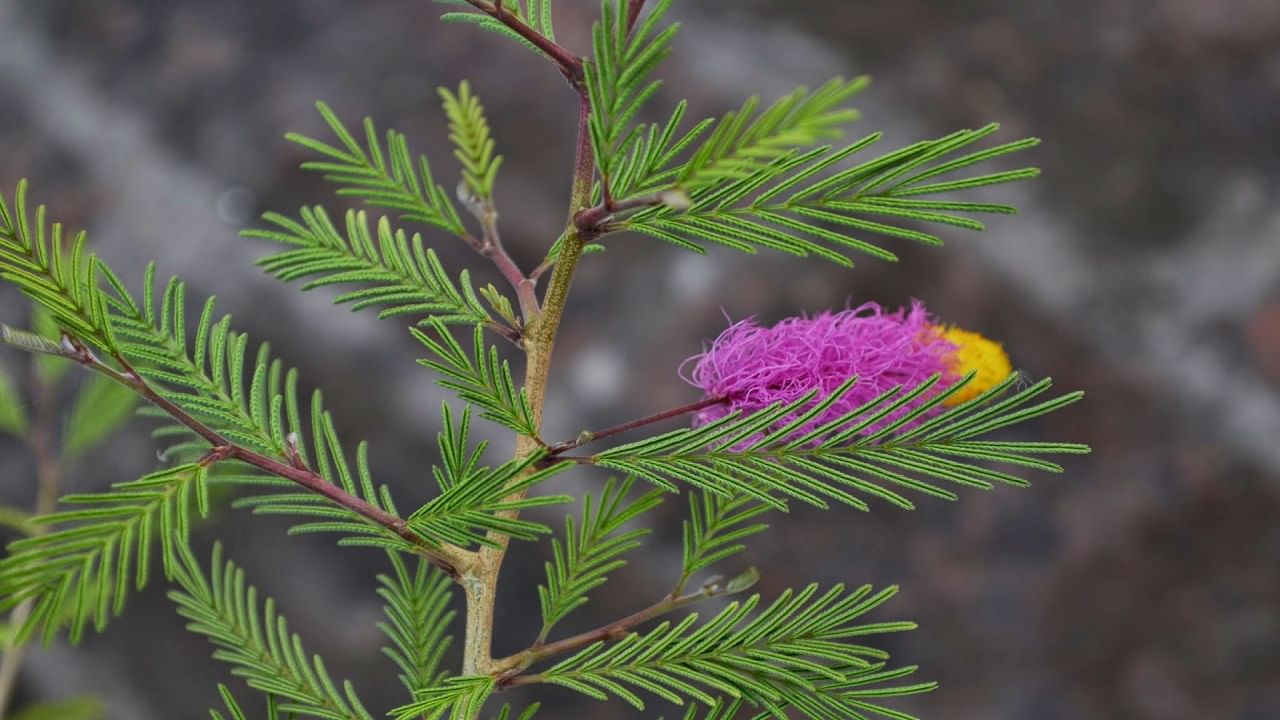 How to Grow Shami Plant from Cutting