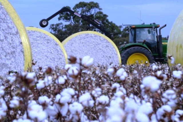 Eat your shirt if hungry; Story of edible cotton