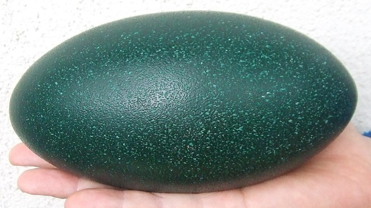 World Egg Day: Weird Eggs You Can Eat