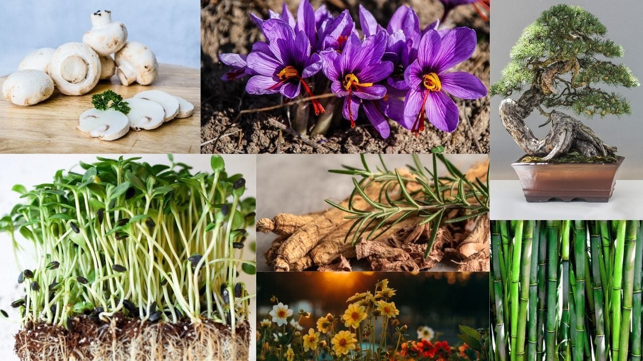 Cash Crop Business: High-Profit Cash Crops