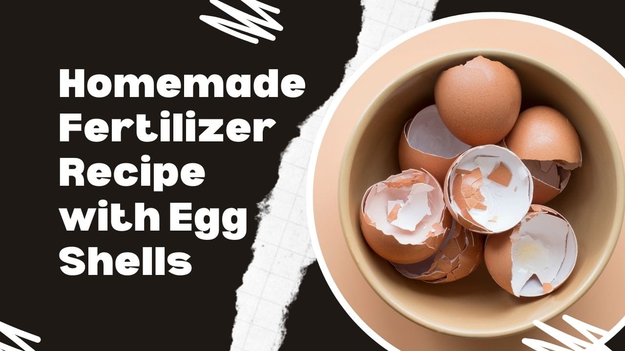 How to Make Eggshell Fertilizer at Home