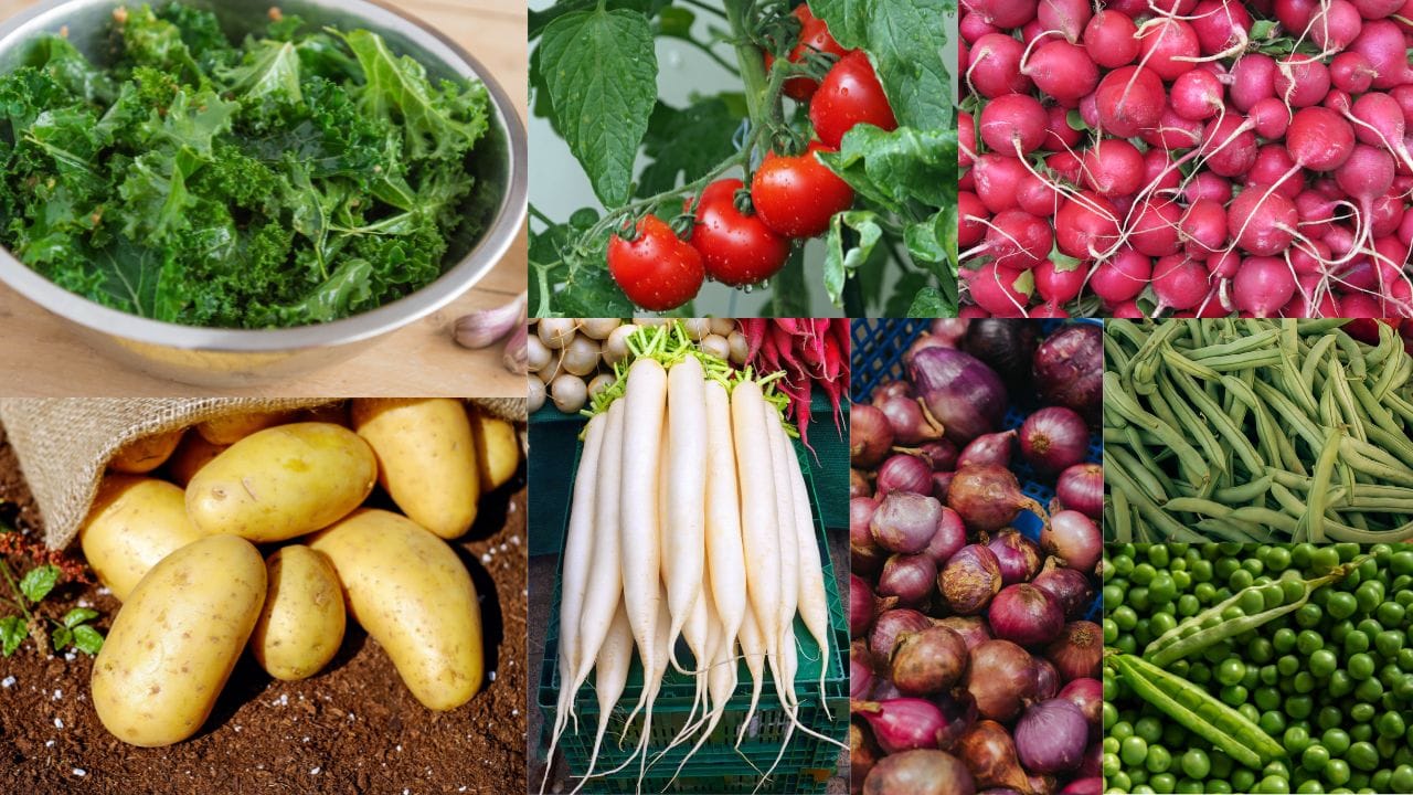 Coastal Vegetation in India: List of Vegetables That Can be Grown in ...