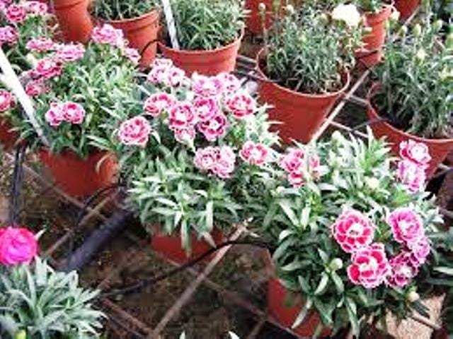 How to do protected cultivation of Carnation