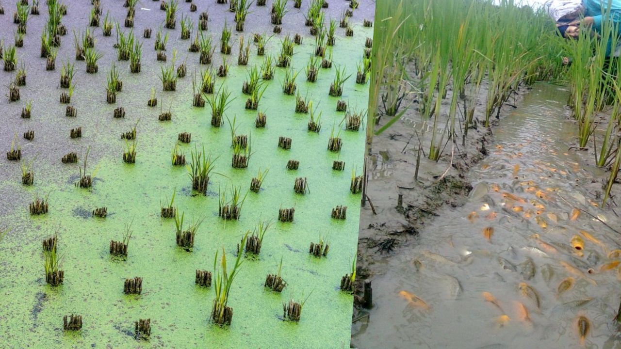 Rice-Crayfish Farming Integration and Its Effects on Soil Biodiversity ...