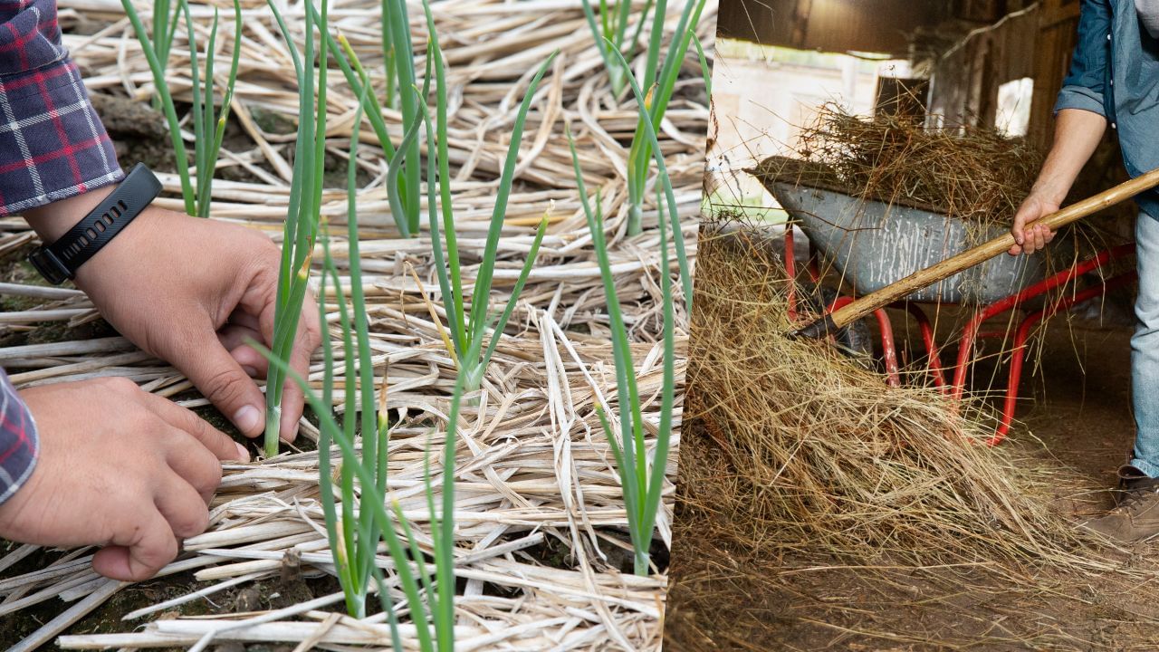 What is Straw Mulch and How is it Beneficial in Farming and Gardening