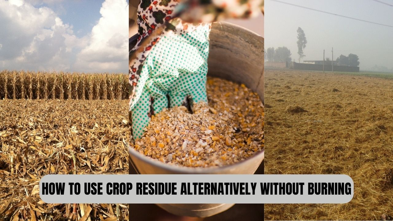 6 Uses of Crop Residue/Parali