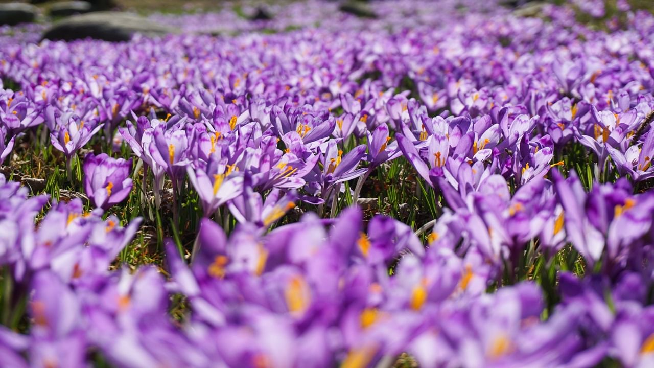 Saffron Crop Decline Puts Officials Under Pressure During Jashn-e-Zaffran