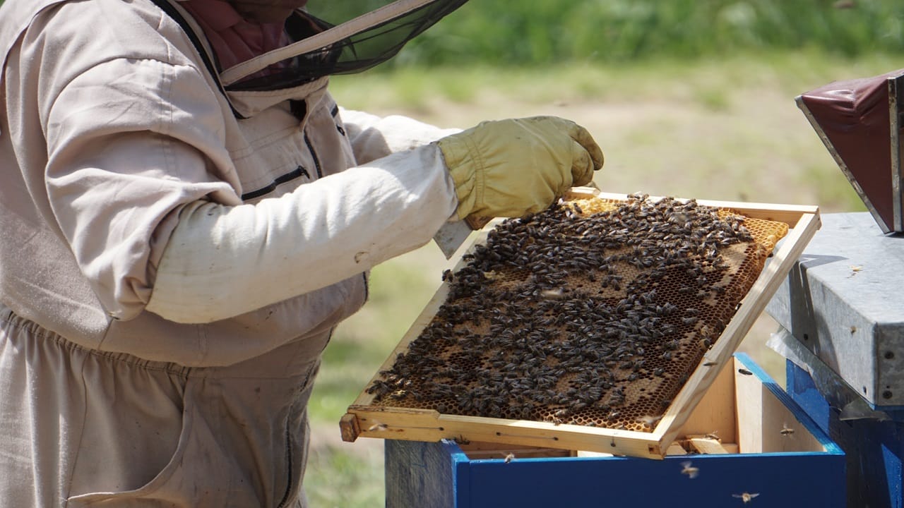 Profit Making Business Idea for Farmers: Beekeeping, an Extra Income ...