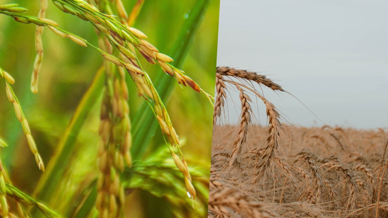 2.84 LMT Wheat, 5830 MT Rice Sold During 21st E-Auction Under Open ...
