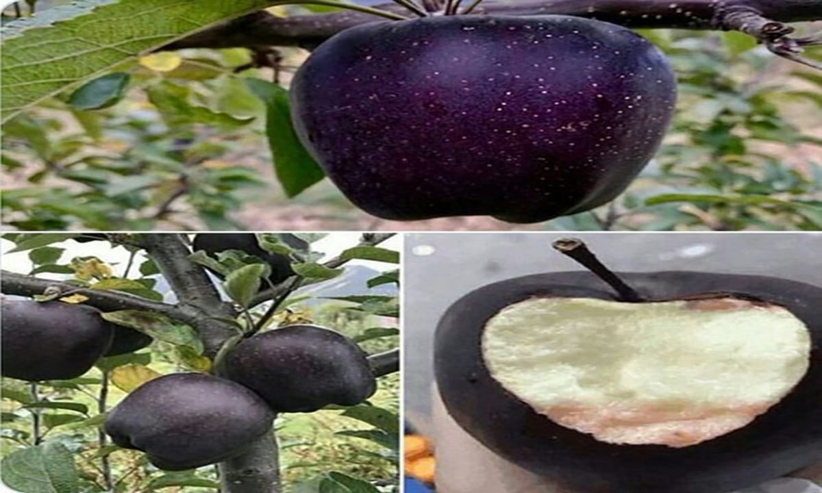 Rare Black Diamond Apples Hit Market at Rs 500 Each, Creating Buzz ...
