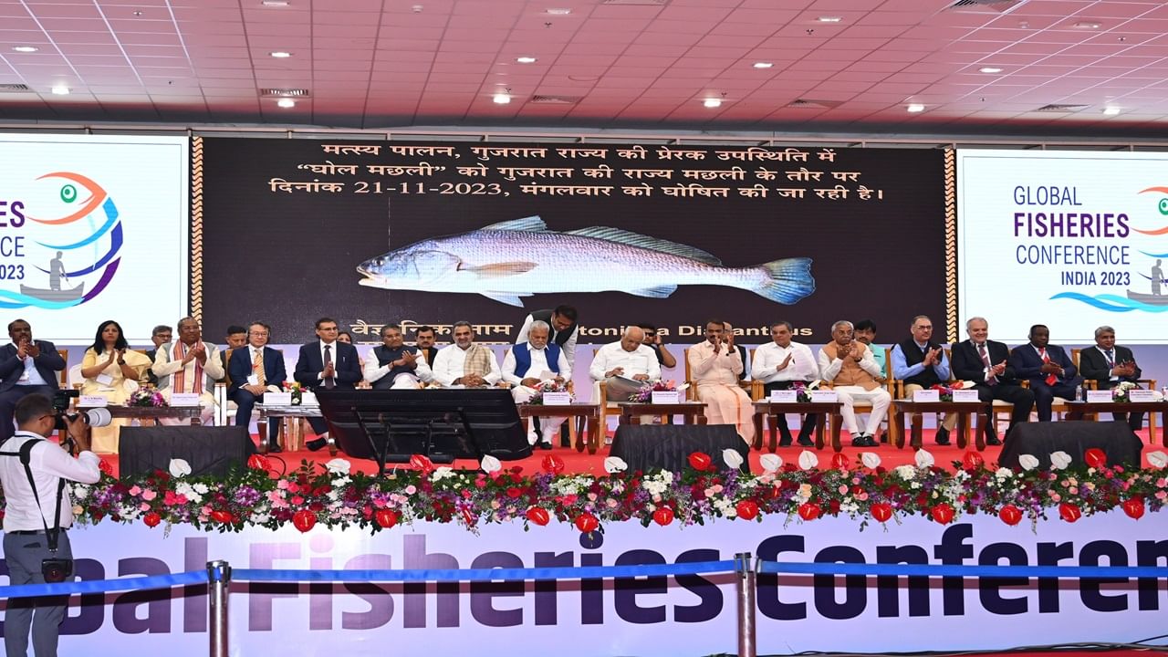 Ghol Fish Declared as Gujarat's State Fish, Whose Price Equivalent to ...