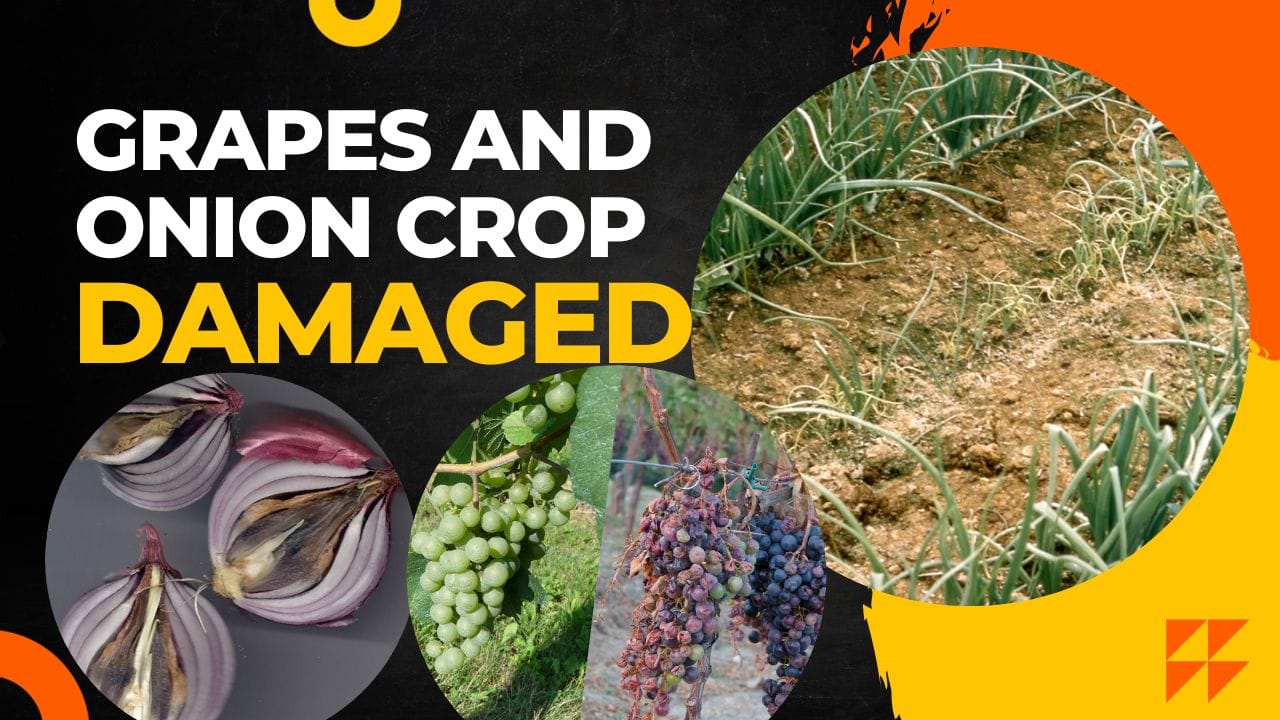 Grapes, Onion Crops Face Extensive Damage Across Over 90,000 Hectares ...