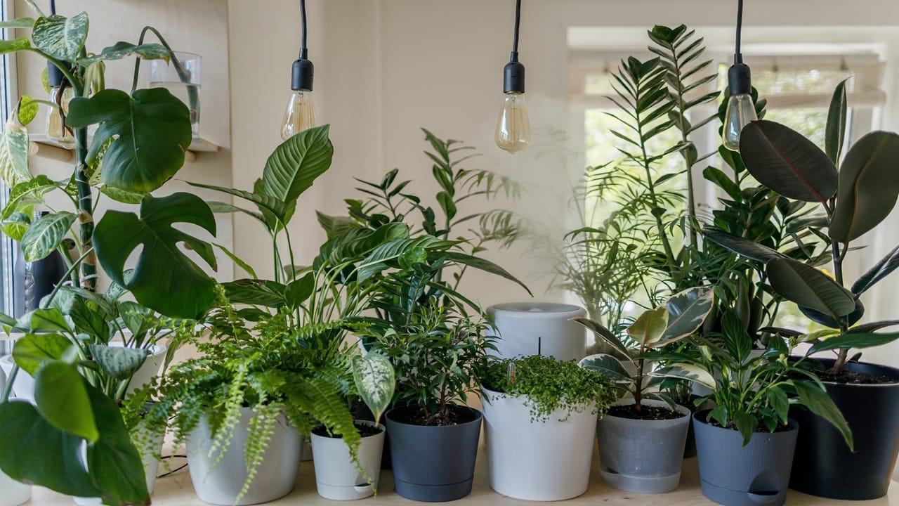 How to Protect Indoor Plants During Winter?